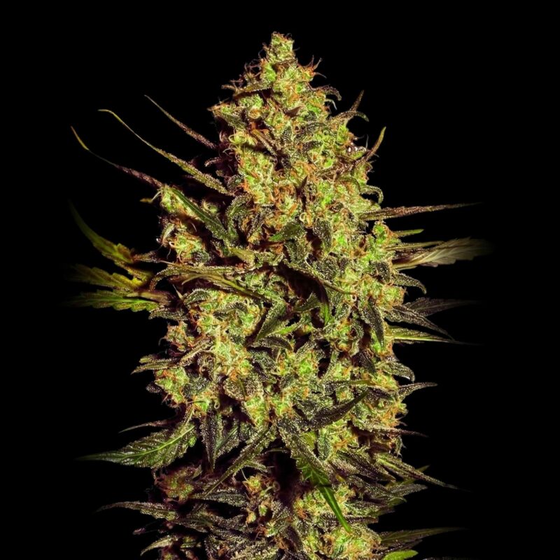 Master Kush Auto Seeds (Bulk Legacy) 🍫 Hashy Kush Flavor